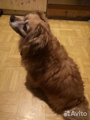 Маленькая собака в добрые руки