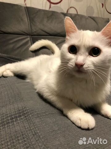 Беленькая кошечка ищет дом