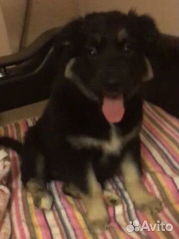 Щенок помесь с овчаркой