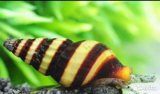 Ампулляриихеленымилании