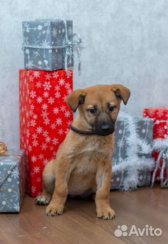 Собака в добрые руки щенок