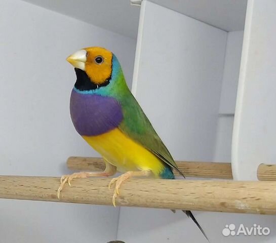 Самец амадины Гульда