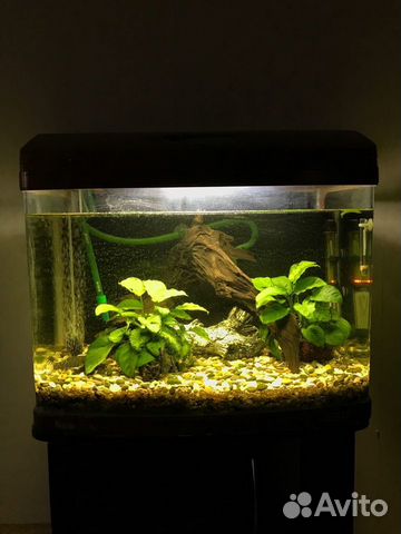 Аквариум с рыбками
