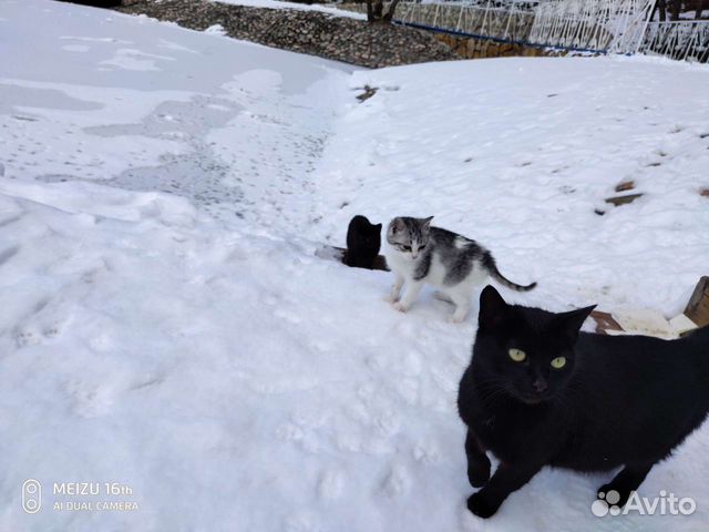 Котята в добрые руки бесплатно