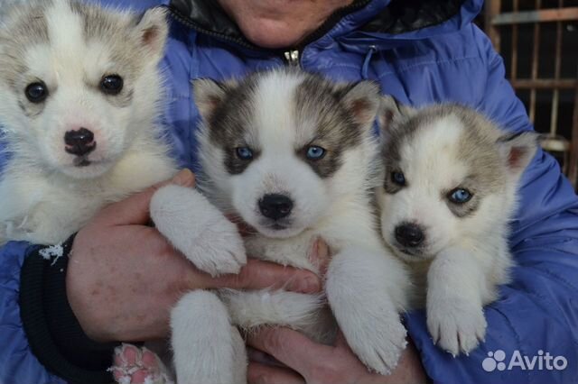 Сибирский хаски