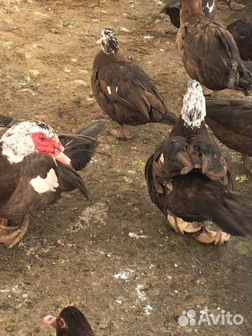 Индоутки на племя