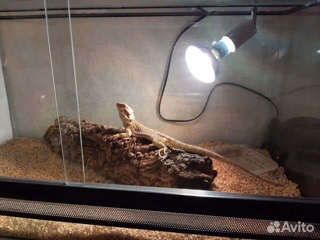 Бородатая агама