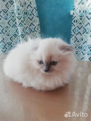 Шотландские вислоухие котята