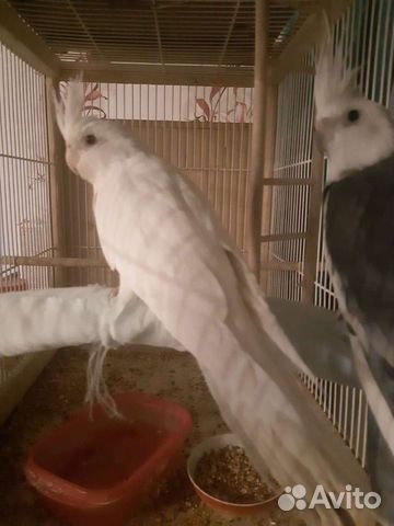 Птенец кореллы