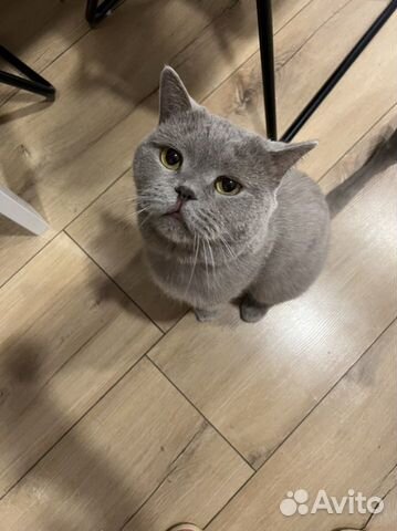 Британский кот