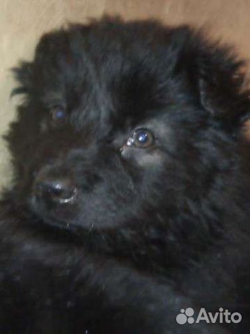 Пушистый мальчик, 4 месяца