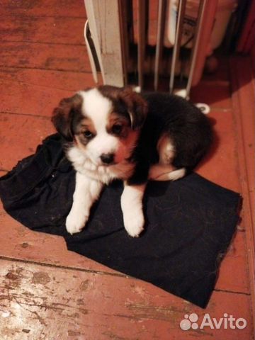 Собака в добрые руки щенок