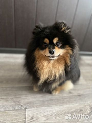 Немецкий шпиц Вязка