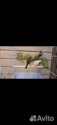 Кенара и канарейки