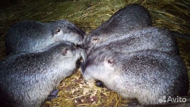 Нутрии семья