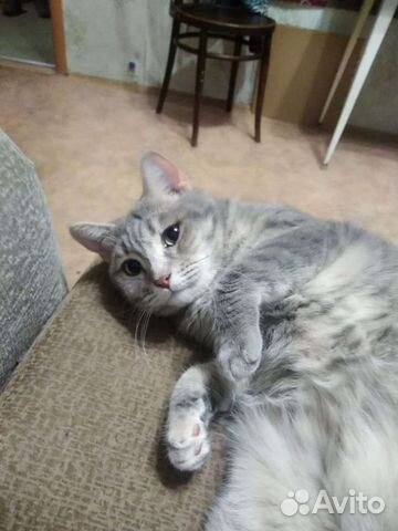Кошка