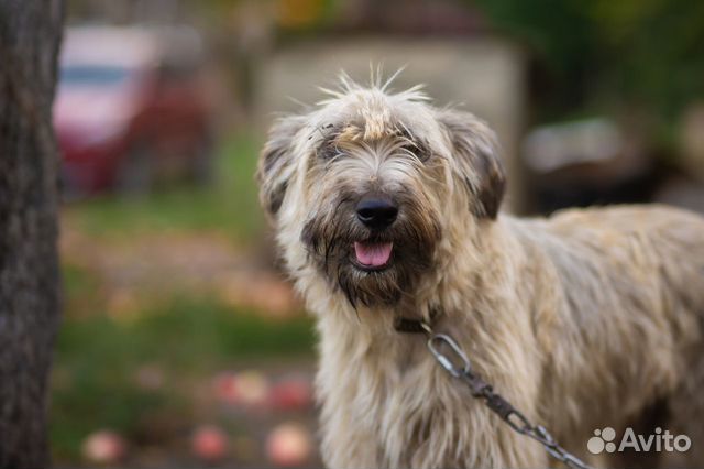 Собака (кобель) метис терьера