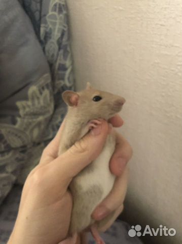 Крысёнок девочка 1,5 месяца с клеткой