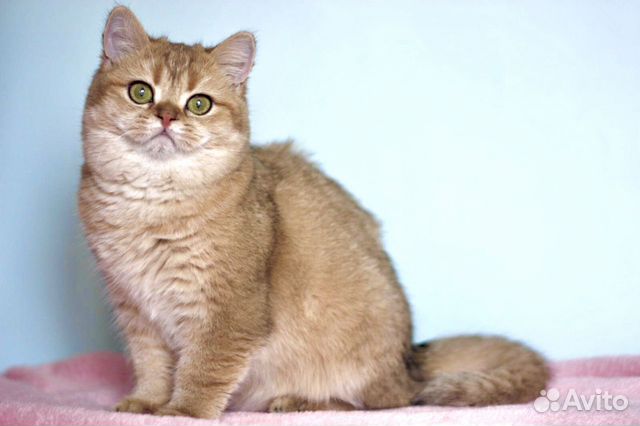 Золотая шиншилла кот