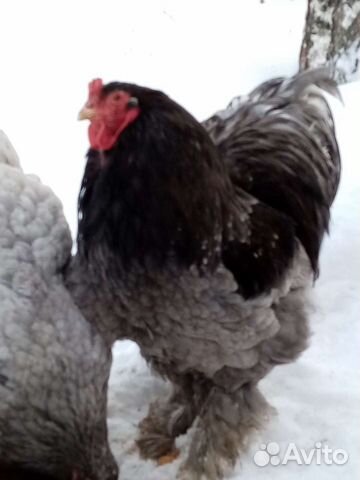 Инкубационное яйцо