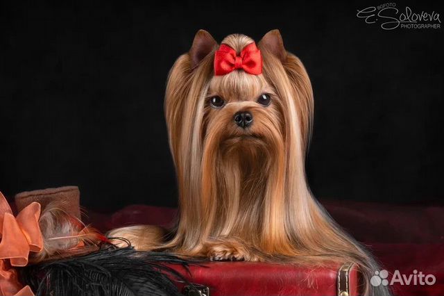 Йоркширский кобель. Вязка