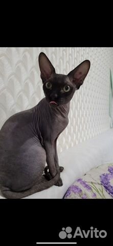 Канадский сфинкс