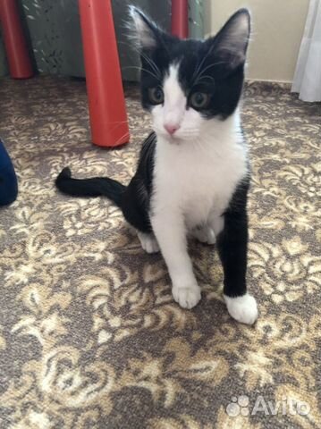 Котик