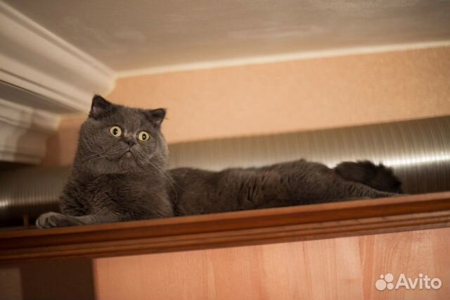 Вязка кошки
