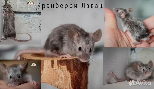 Декоративные мраморные мыши