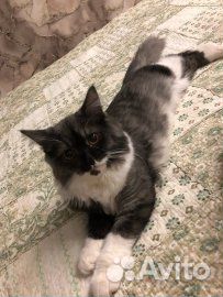 В хорошие руки кошка 6 месяцев, стерилизована