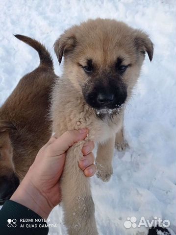 Собака в добрые руки щенок