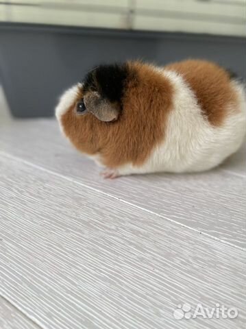 Морские свинки