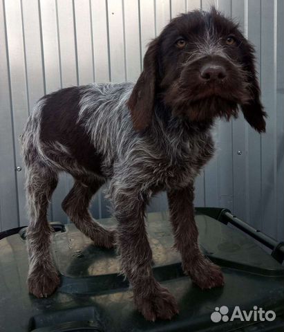 Щенок дратхаара