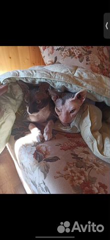 Коты Сфинксы бесплатно