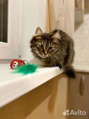 Кошка Ириска