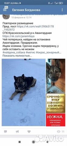 Щенок ищет дом