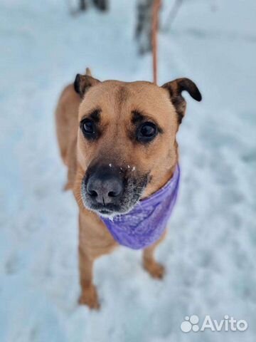 Собаке Юле нужна помощь