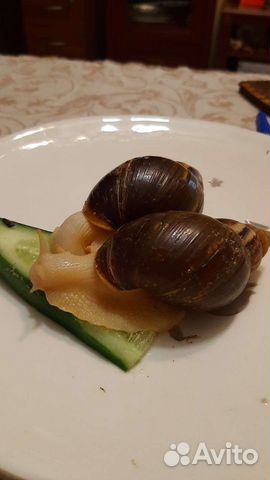 Улитка ахатина