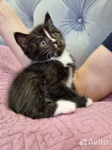 Котята в дар