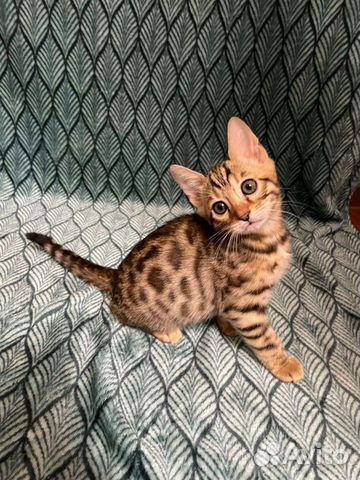 Бенгальская кошечка