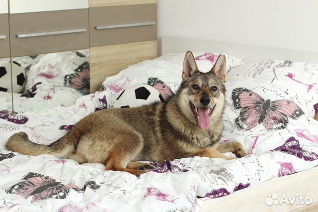 Малышка Пумочка-50 оттенков радости, в дар