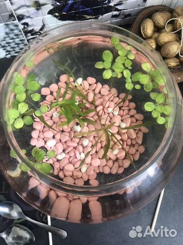 Отдам бесплатно аквариум 20л