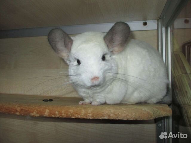Белая шиншилла самец ищет новый дом идеальных мам
