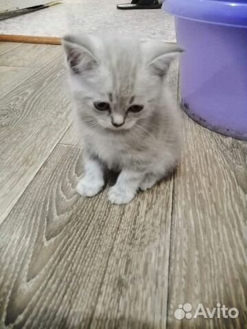 Продается британский котенок