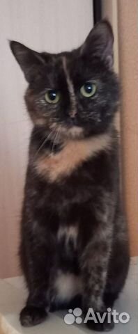 Кошка бездомыш