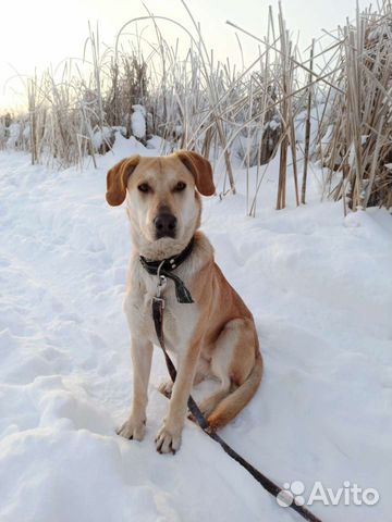 Активная собака в дар