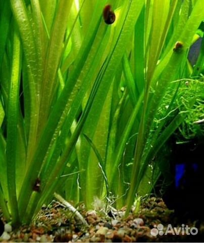 Валлиснерия гигантская