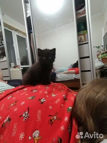 Шотландский котенок