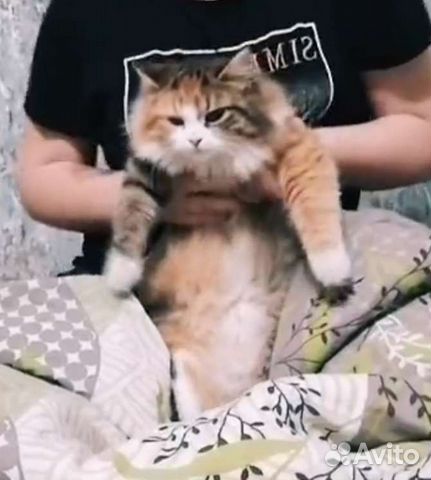 Котята от красивой кошечки бесплатно