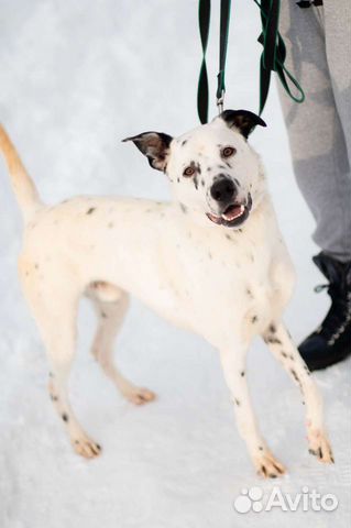 Метис далматина Лорд ждёт хозяина